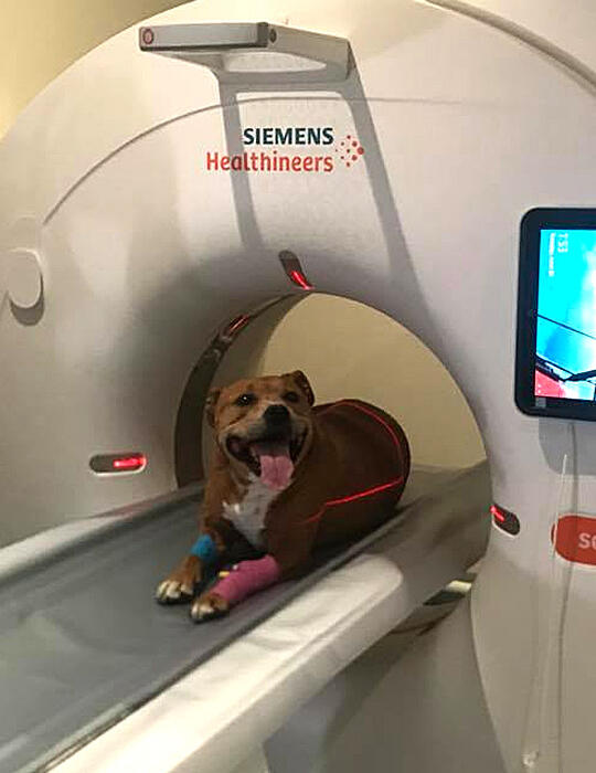 Advanced Pet CT Scans and Medical Imaging - Torquay Animal House