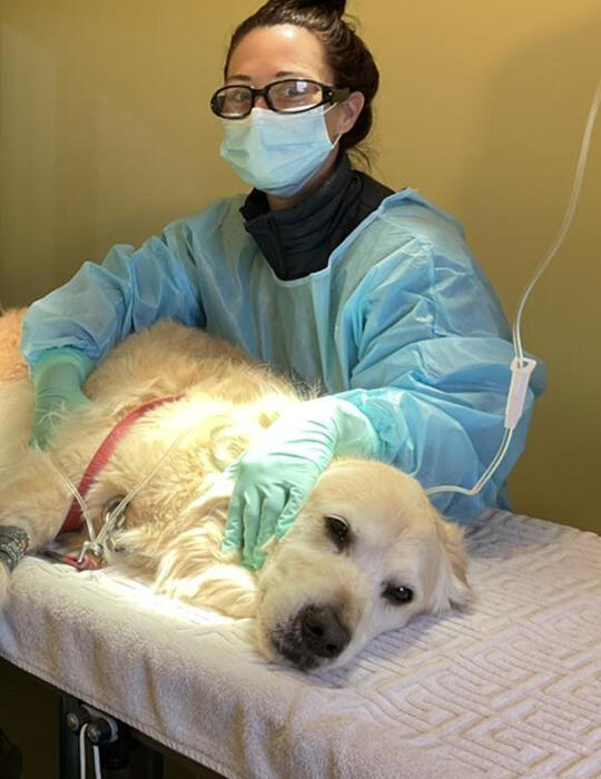 Compassionate pet cancer care and chemotherapy in Torquay VIC