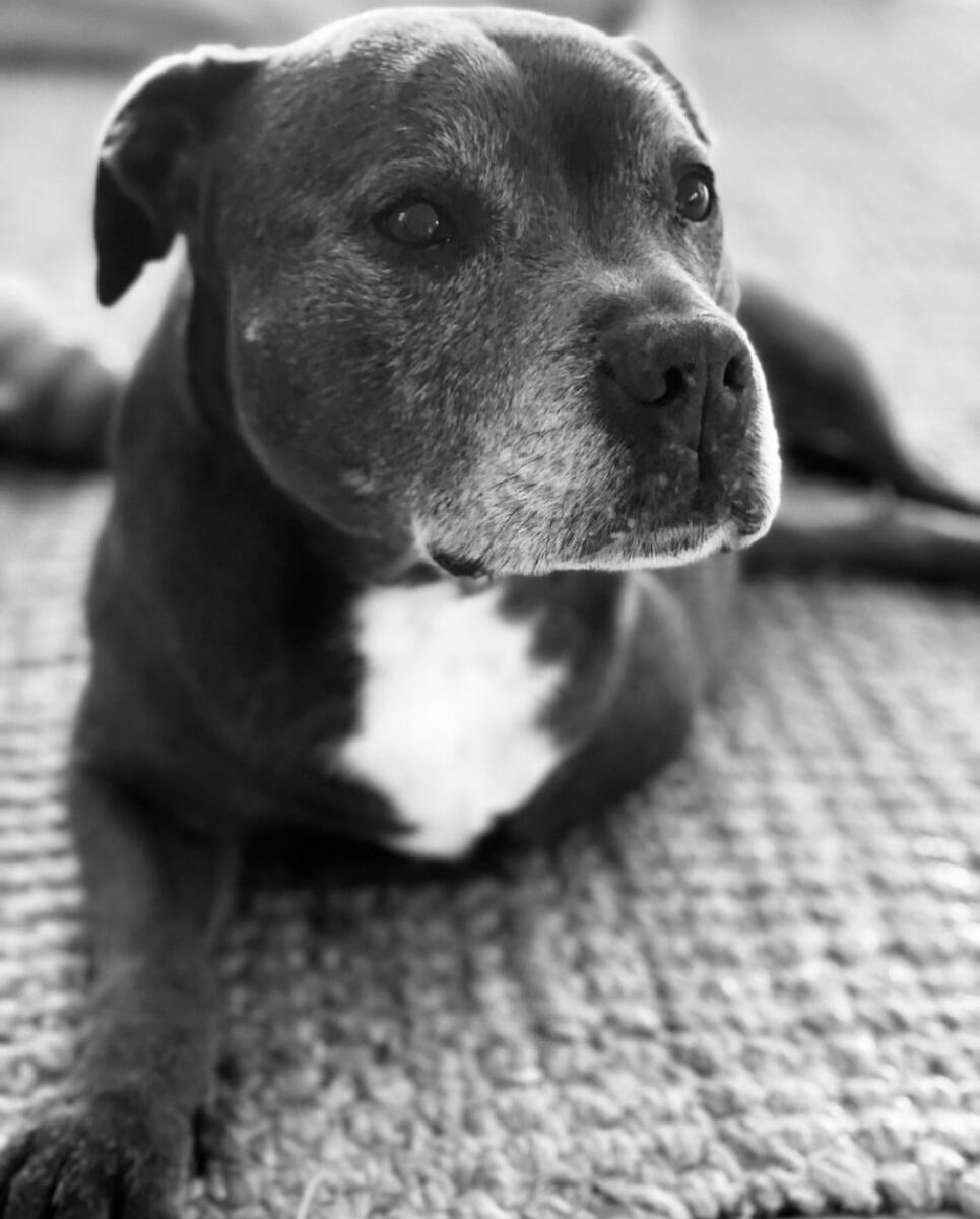 Raff’s Story – Limb Amputation in Pets Series - Torquay Animal House